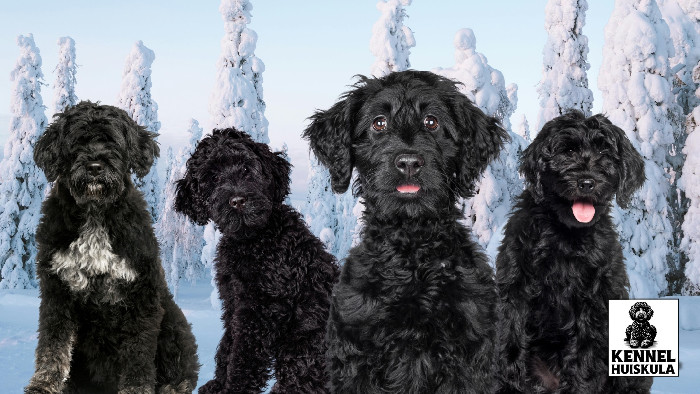 Kennel Huiskula | Pieni Labradoodle