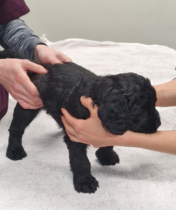Kennel Huiskula | Myydään Labradoodle pentuja