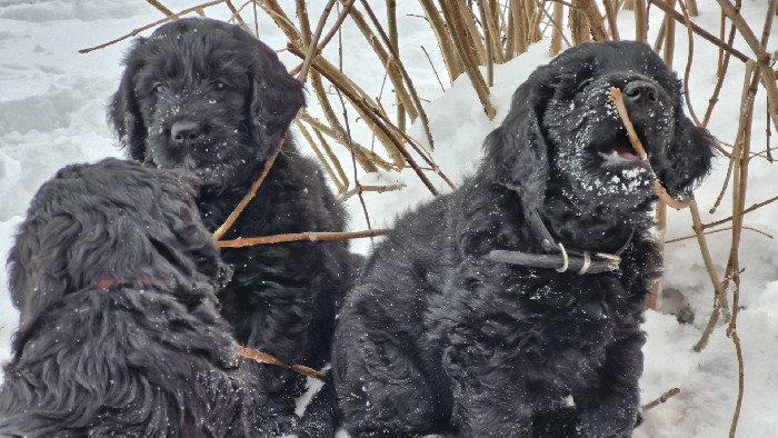 Kennel Huiskula | Vastuullista Finnish Labradoodle - jalostusta